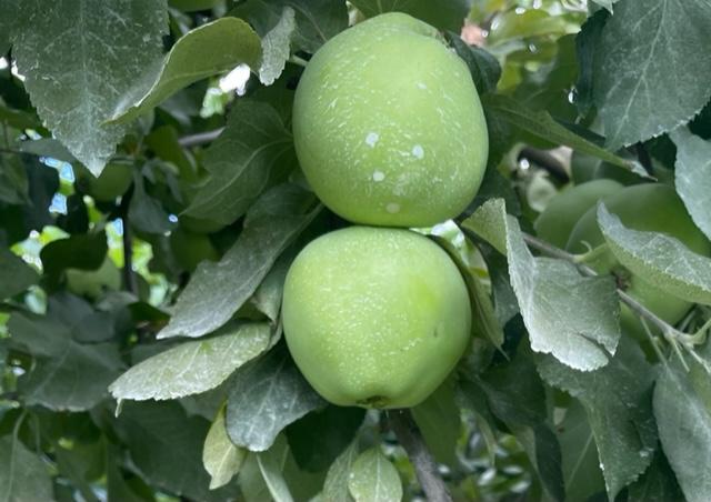 Sun’s Out, Fresh Produce is In! 🌞 7-14-22 - Corey Lake Orchards - Three ...