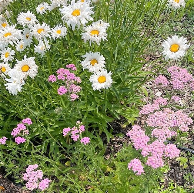 Summer is at its Finest and so is our Produce! July 26, 2023 - Corey ...